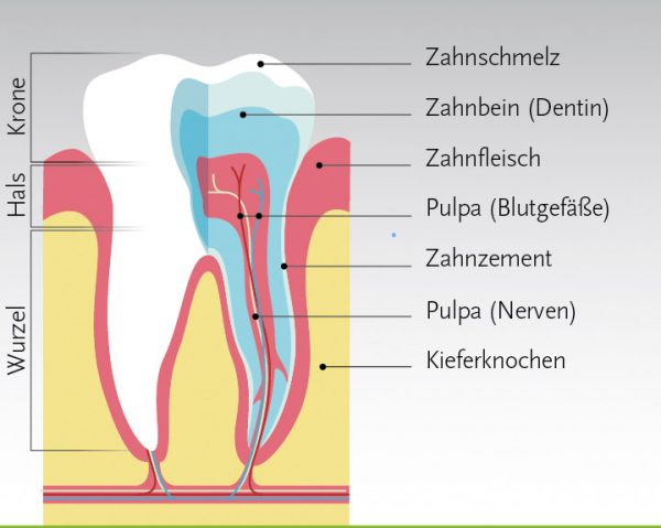 Wurzelbehandlung – Zahnarzt Dr. Frank Bargon